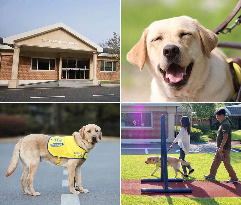 Everland Provides Perfect Settings for Samsung Guide Dog School ...