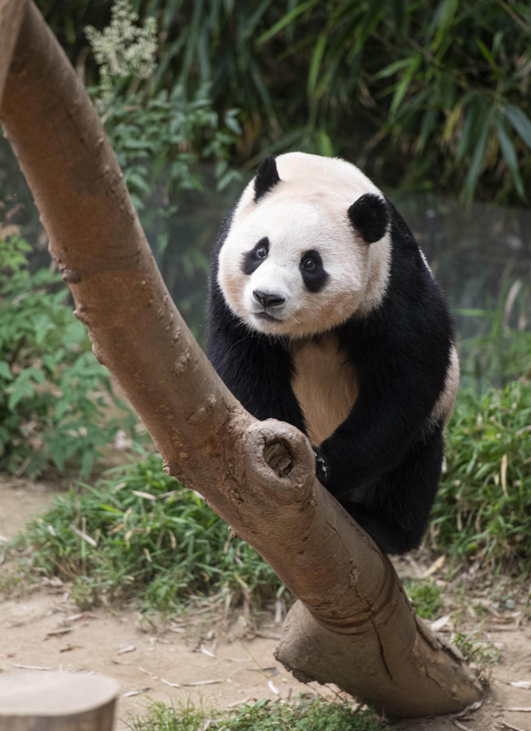 Visitors flock to Everland’s Panda World to see baby Fu Bao and parents ...