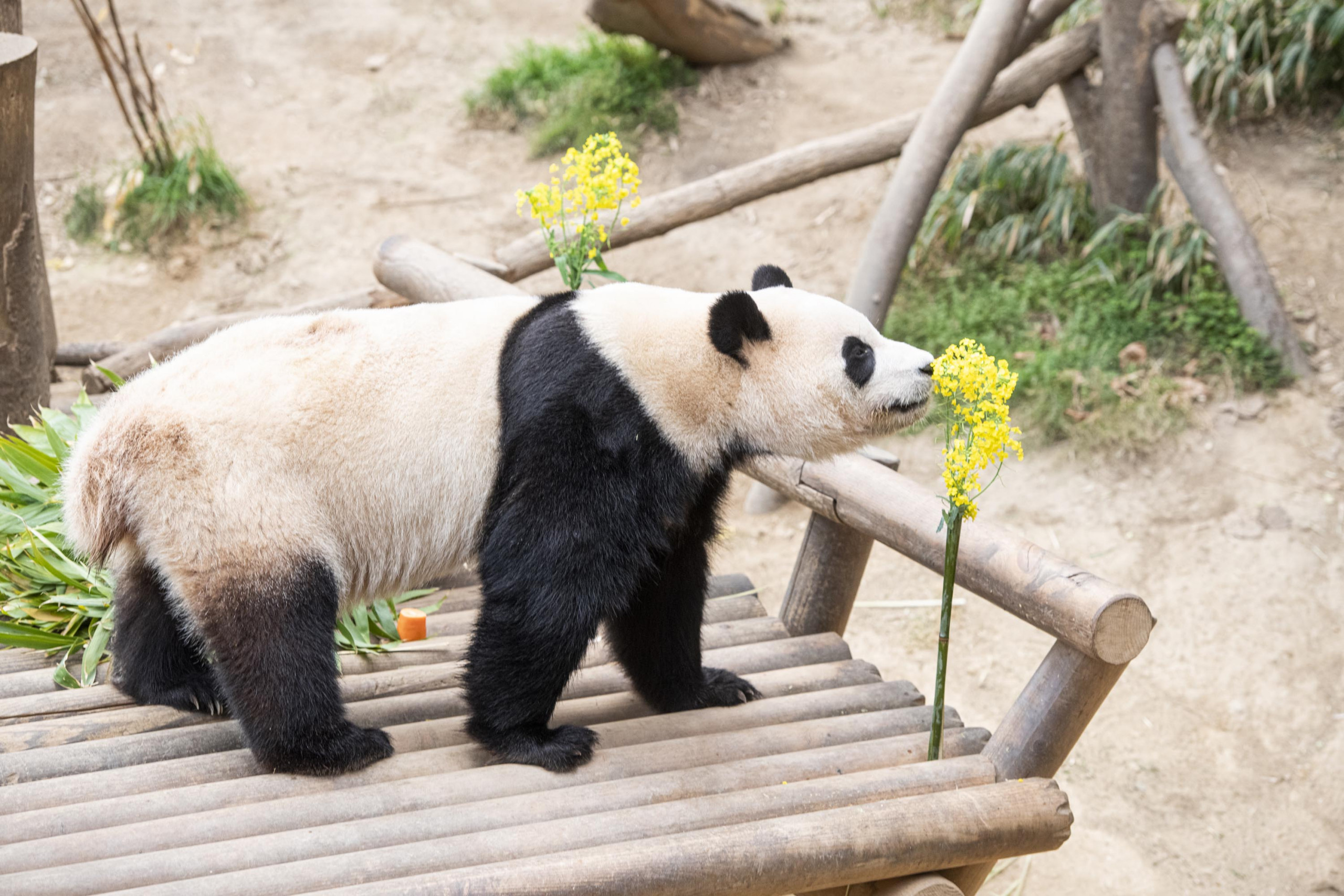 Visitors flock to Everland’s Panda World to see baby Fu Bao and parents ...