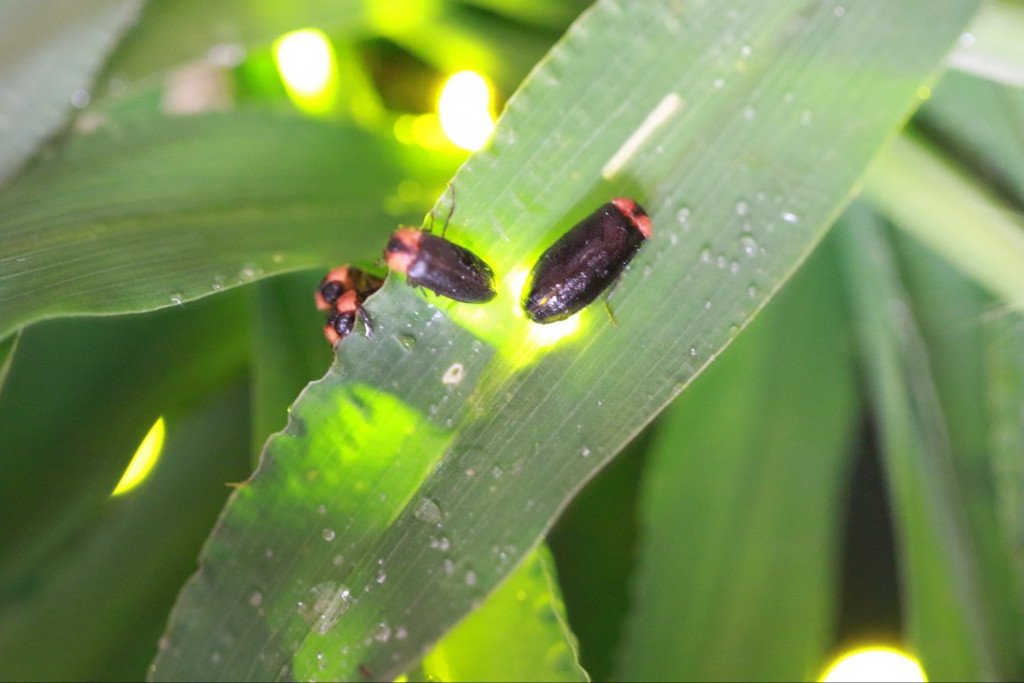 Let your light shine, o firefly! - Samsung C&T Newsroom