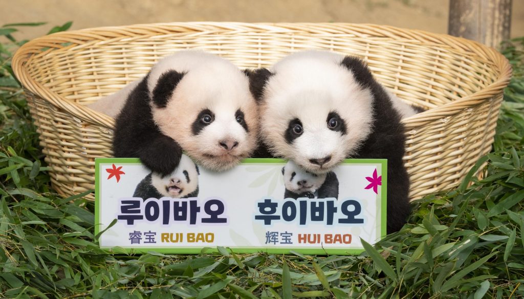 Wise & shining treasures: Twin pandas named - Samsung C&T Newsroom