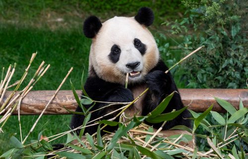 Celebrate the Bao Panda Family's Birthday Month at Everland! - Samsung ...