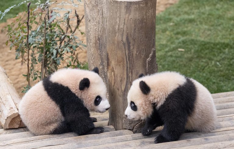 Bamboo, Cake, and Goodbyes: A Final Birthday Bash for Everland’s Twin ...