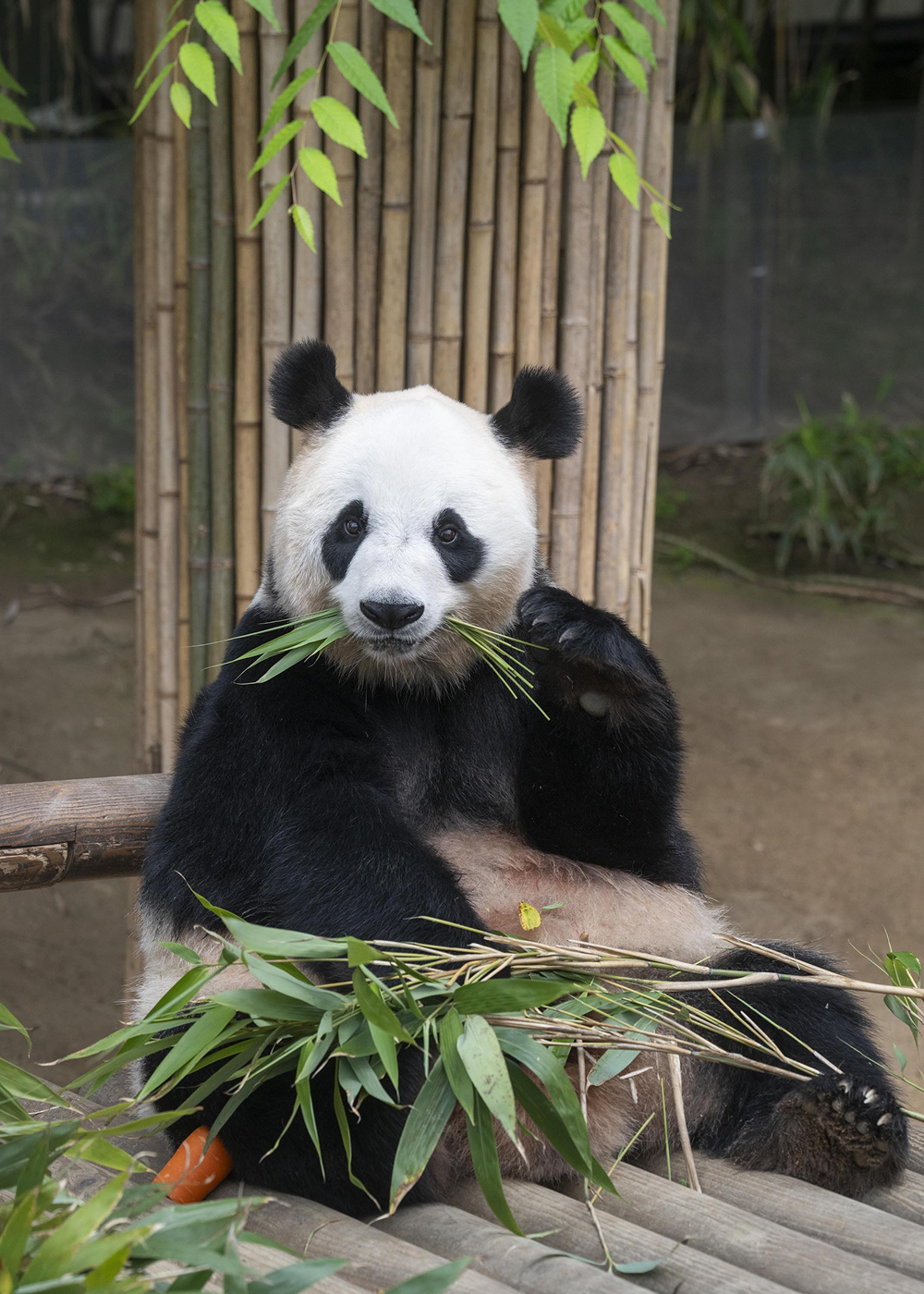 Everland Welcomes New Baby Panda as Panda Conservation Research Marks ...